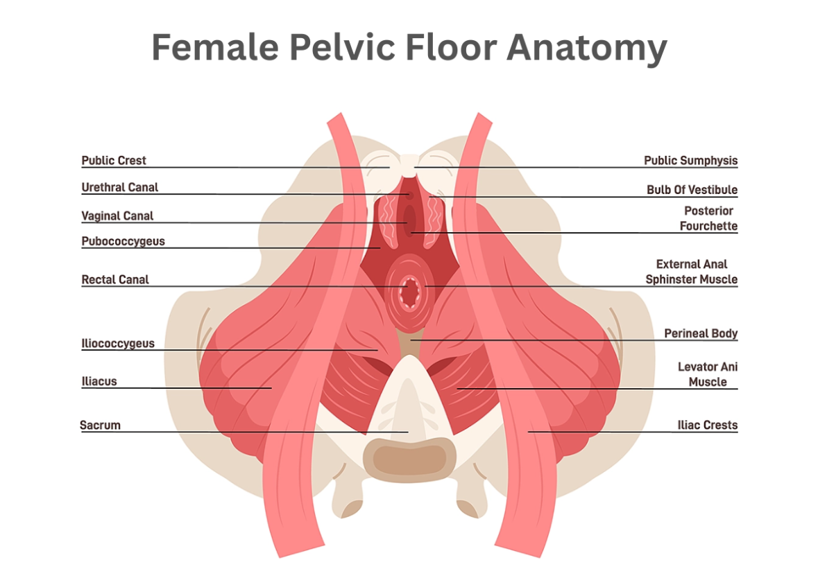 Understanding High-Tone Pelvic Floor Dysfunction: Causes, Symptoms & Relief